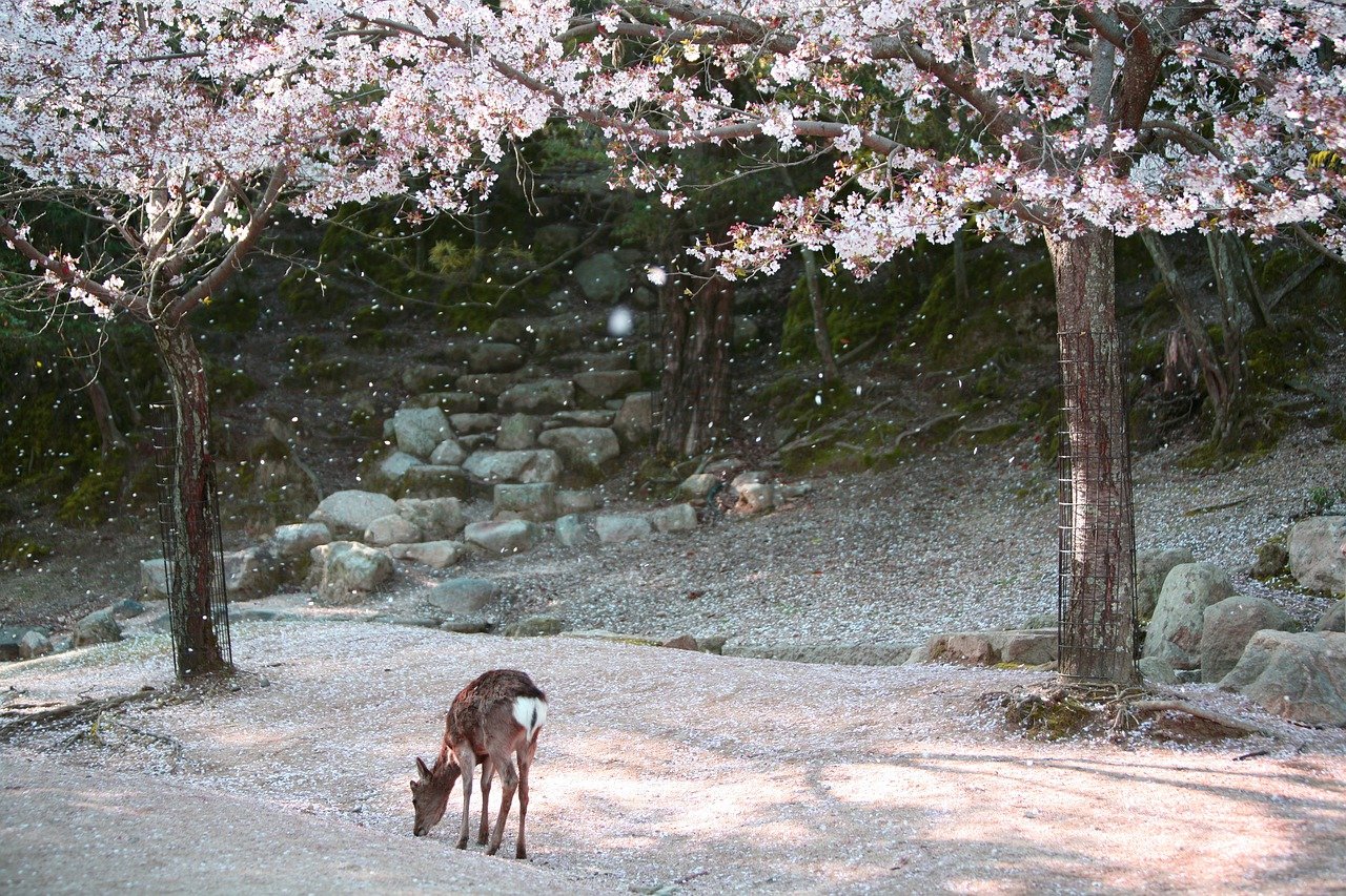 Climate And Seasons - Blue Japan